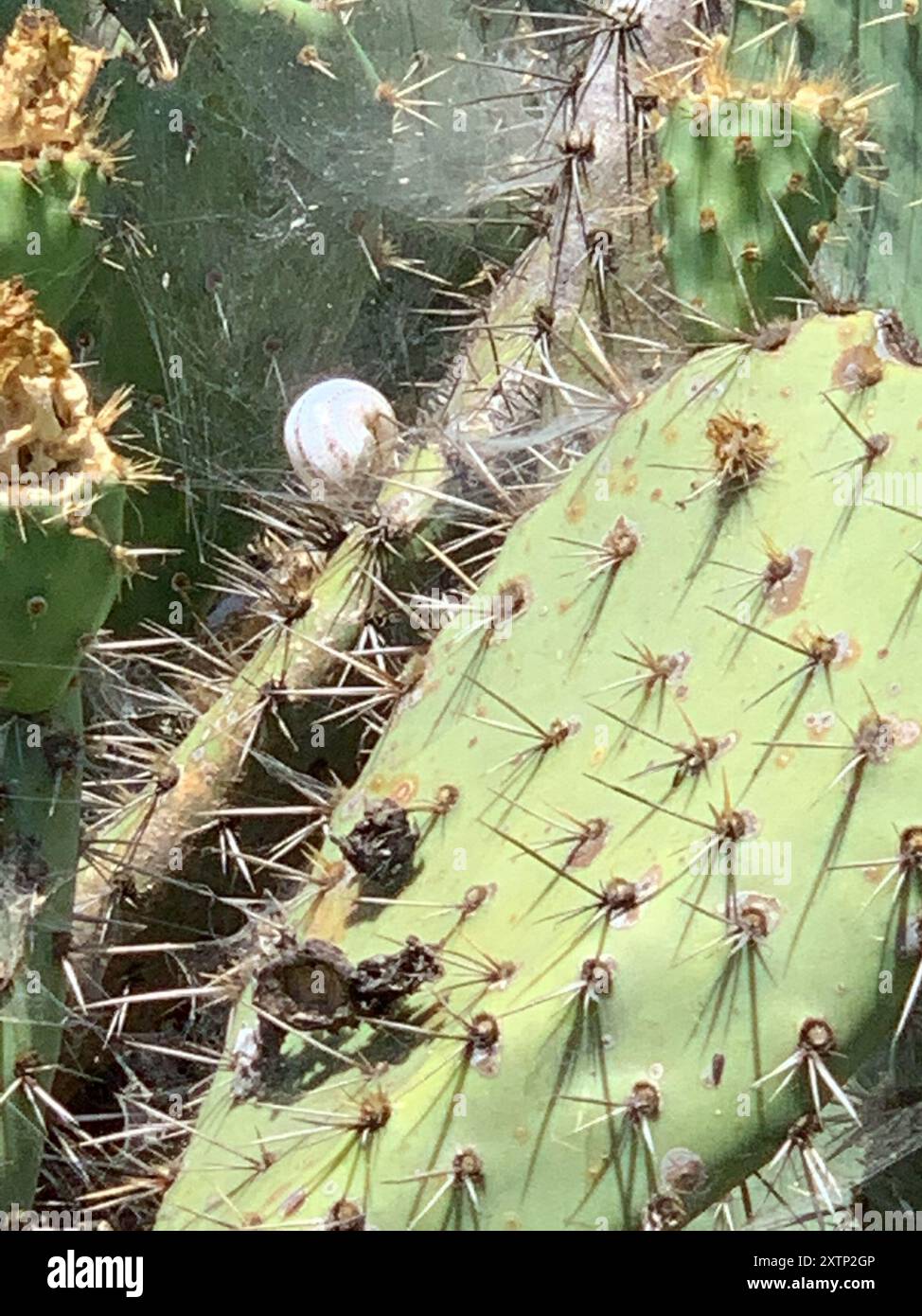 Milk Snail (Otala lactea) Mollusca Stock Photo - Alamy