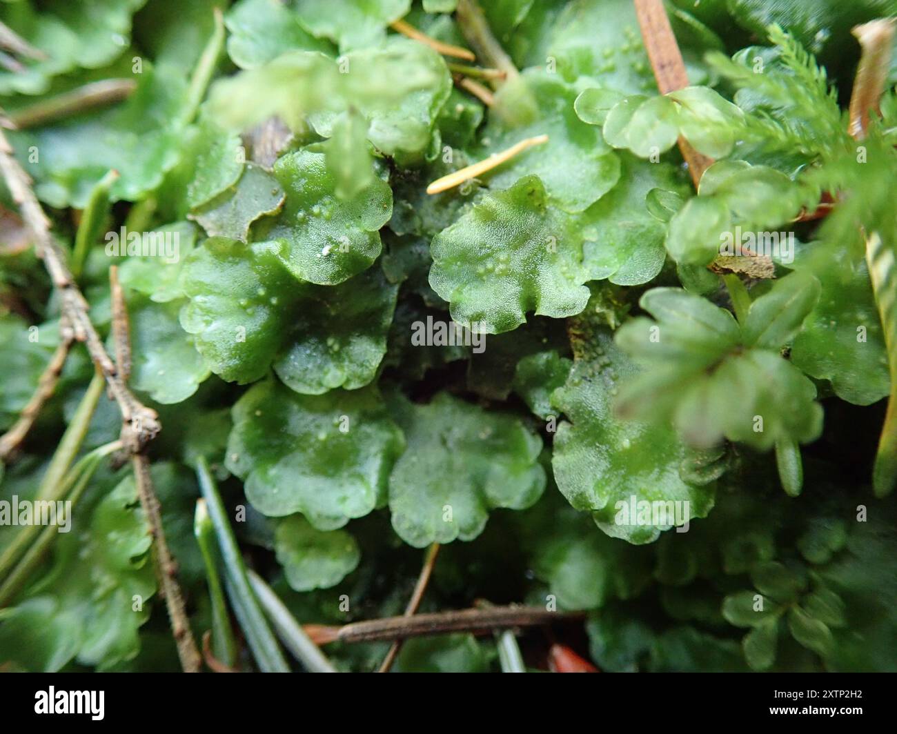 Ring Pellia (Pellia neesiana) Plantae Stock Photo - Alamy