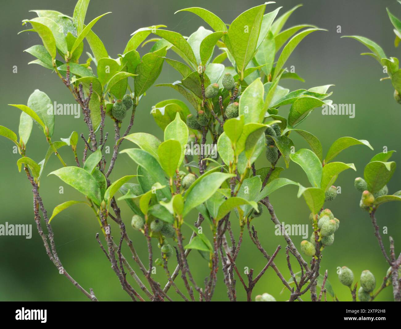 (Ficus formosana) Plantae Stock Photo - Alamy