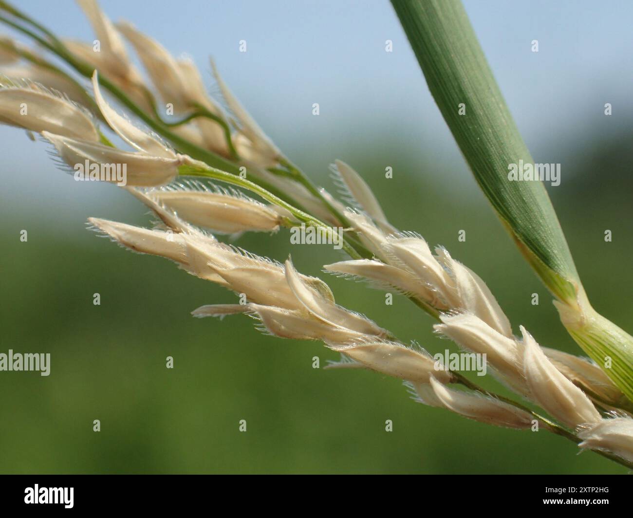 Native rice grass (Leersia hexandra) Plantae Stock Photo - Alamy
