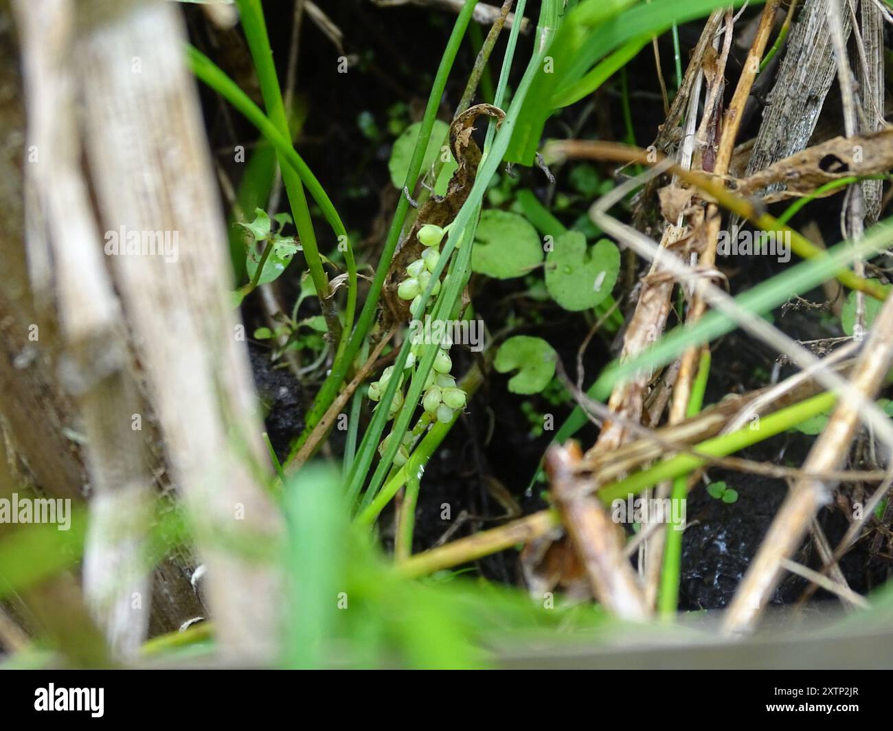 golden sedge (Carex aurea) Plantae Stock Photo - Alamy
