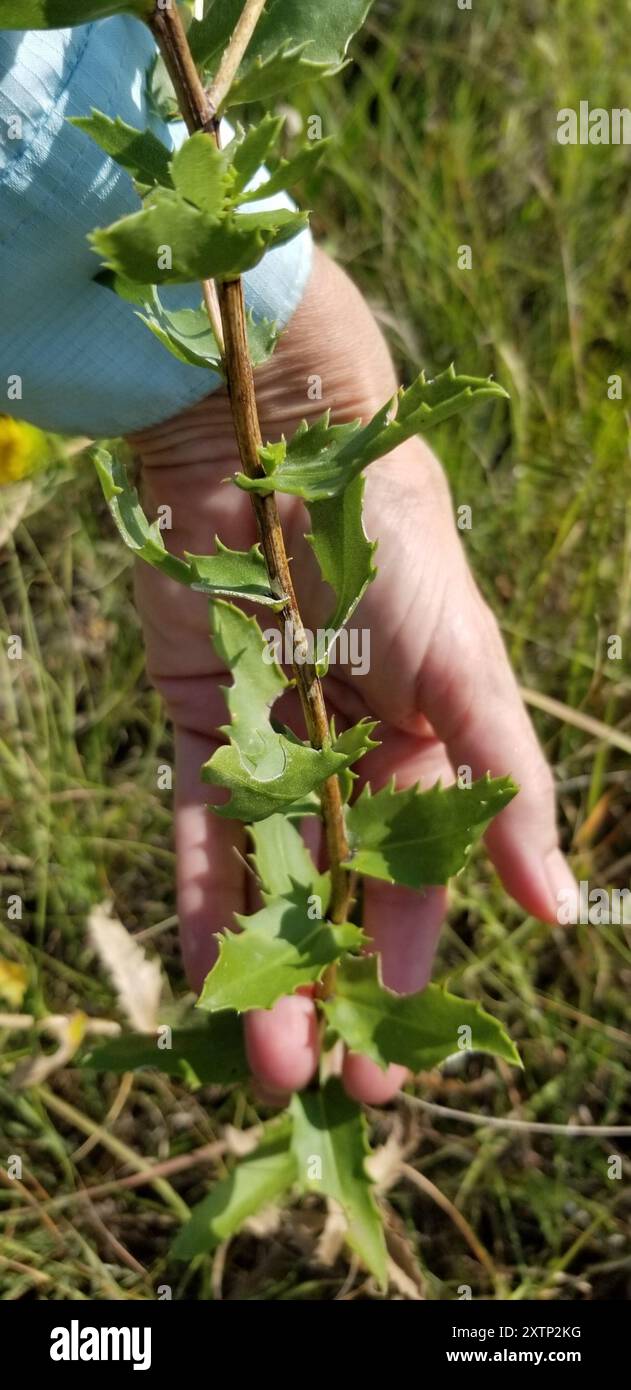 Narrowleaf Gumweed (Grindelia lanceolata) Plantae Stock Photo - Alamy