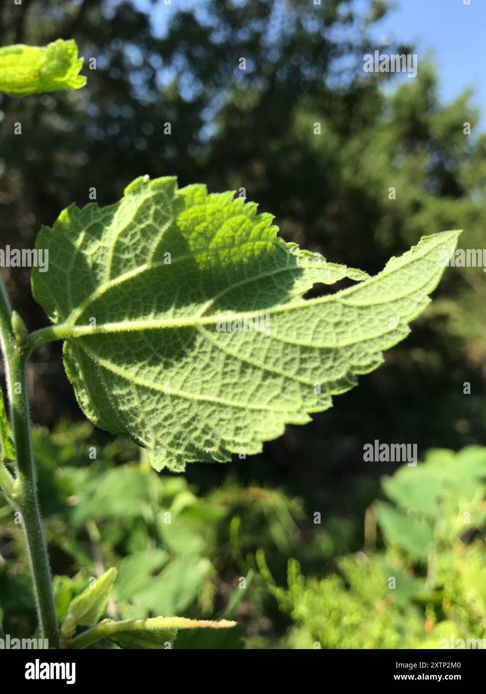 netleaf hackberry (Celtis reticulata) Plantae Stock Photo - Alamy