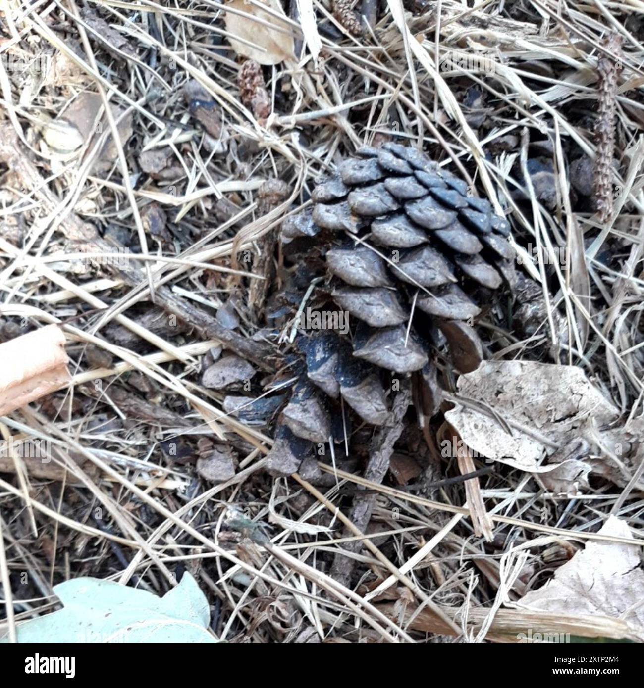 Corsican Pine (Pinus nigra laricio) Plantae Stock Photo - Alamy