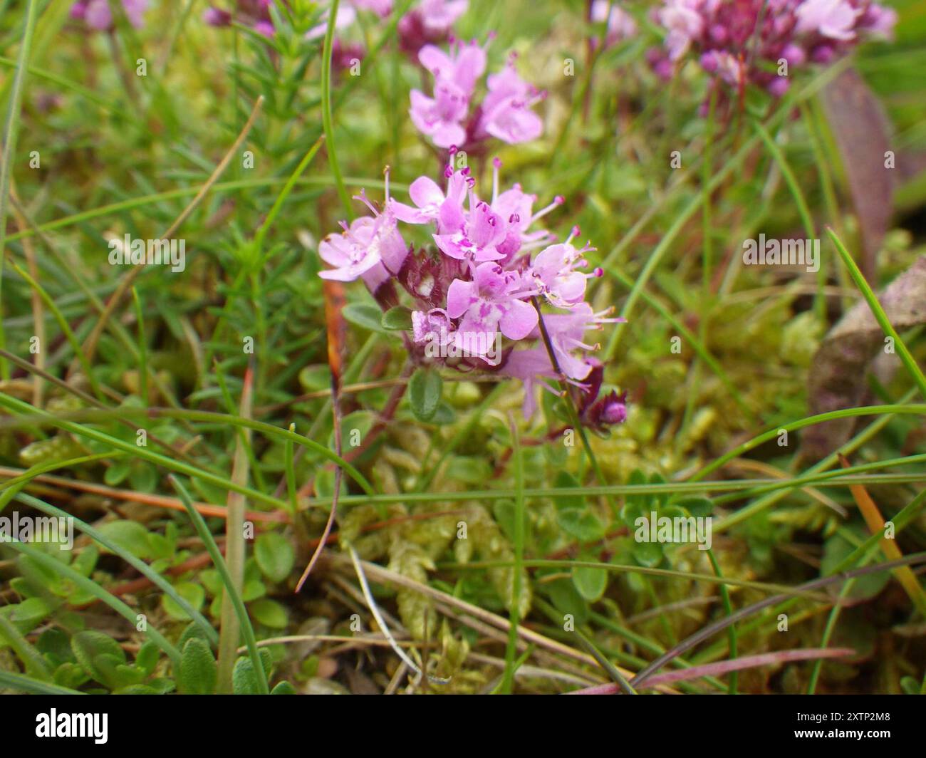 Mother of Thyme (Thymus praecox) Plantae Stock Photo - Alamy