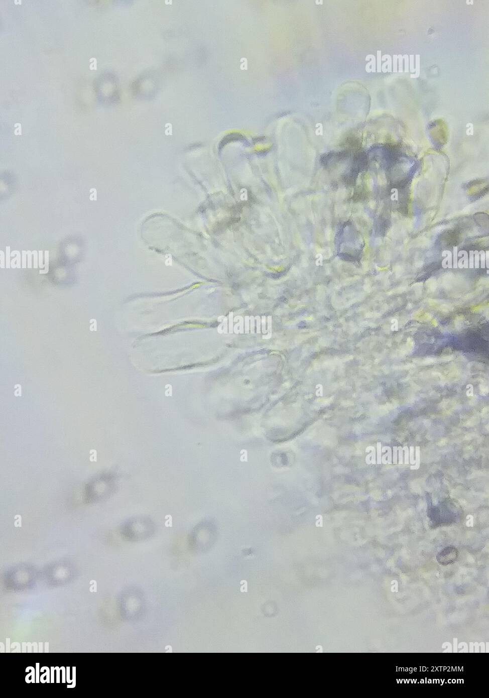 Pale Brittlestem (Candolleomyces candolleanus) Fungi Stock Photo - Alamy