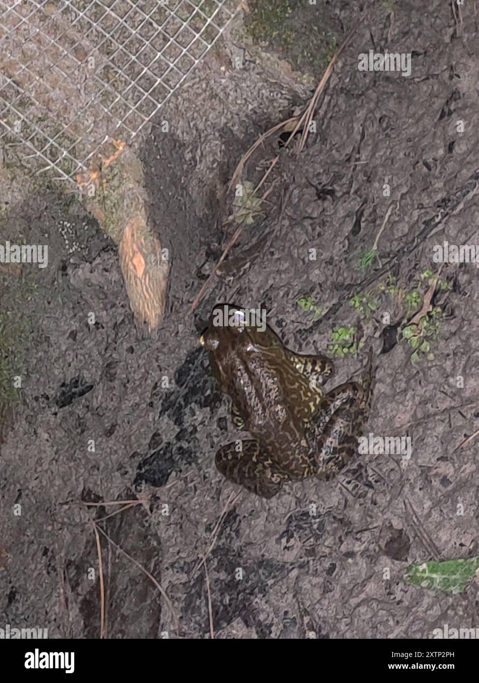 American Bullfrog (Lithobates catesbeianus) Amphibia Stock Photo - Alamy