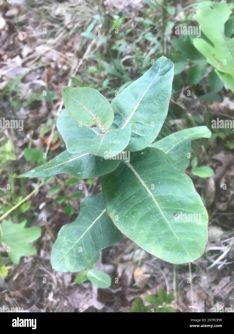 clasping milkweed (Asclepias amplexicaulis) Plantae Stock Photo - Alamy