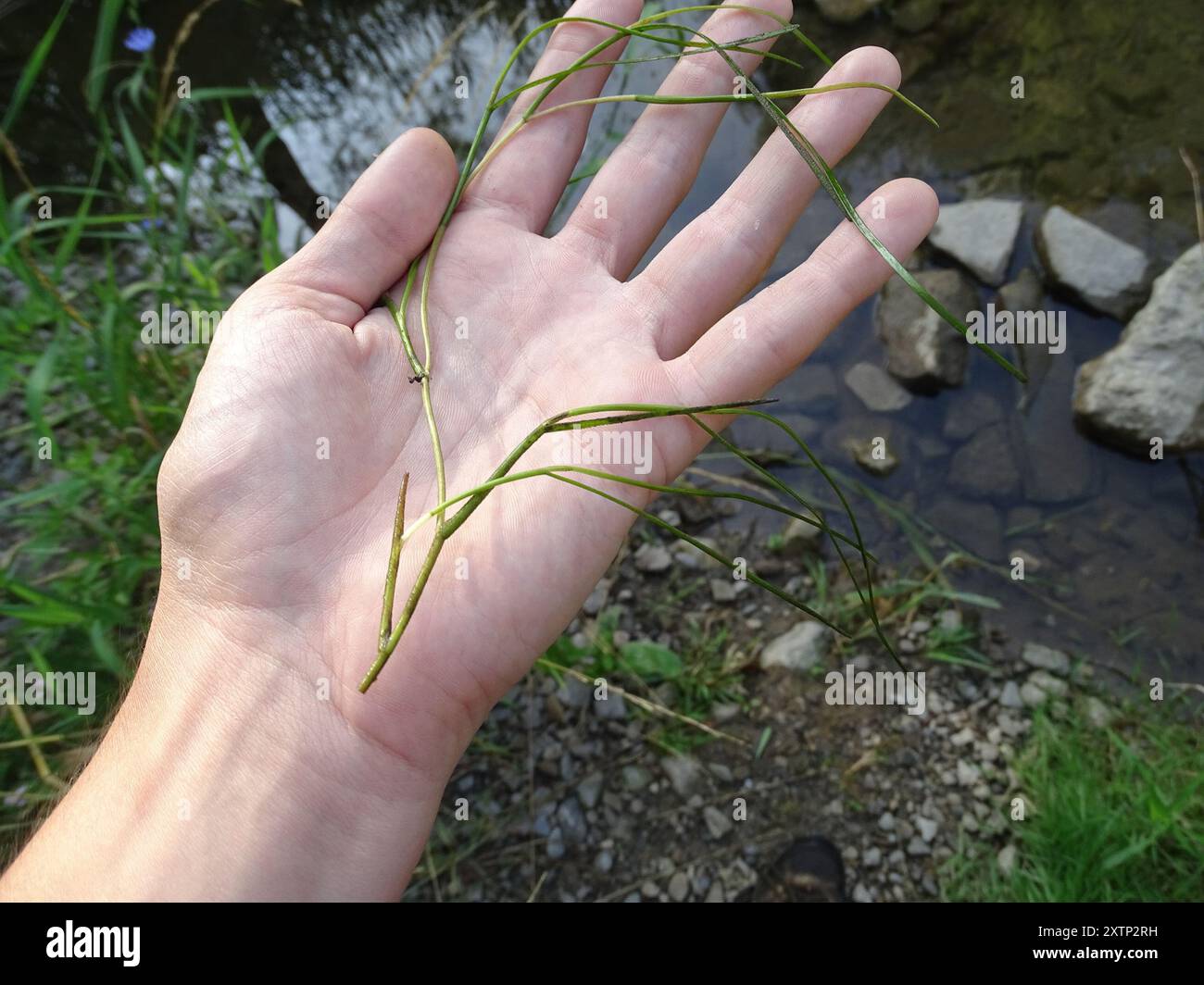 Slender-leaved pondweed (Stuckenia filiformis) Plantae Stock Photo - Alamy