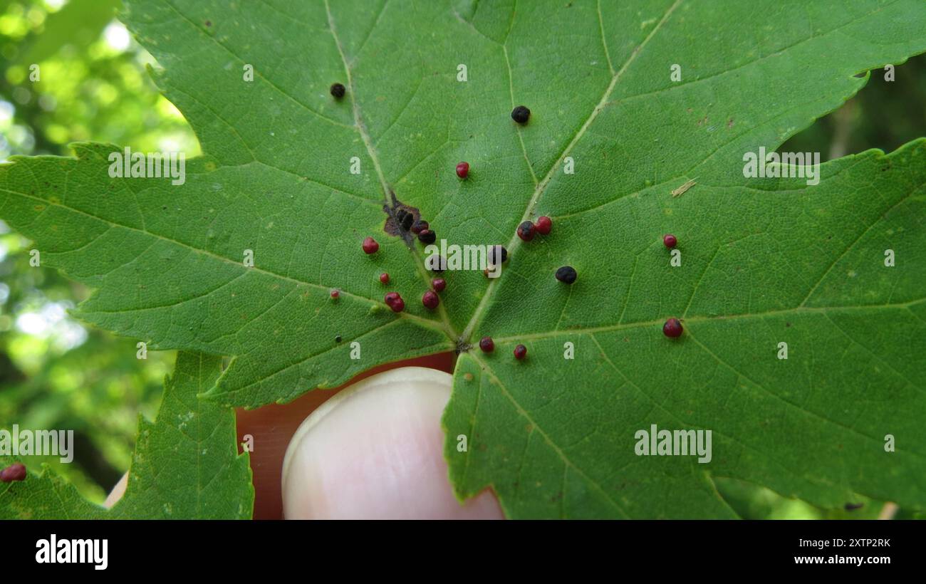 Maple Bladdergall Mite (Vasates quadripedes) Arachnida Stock Photo - Alamy