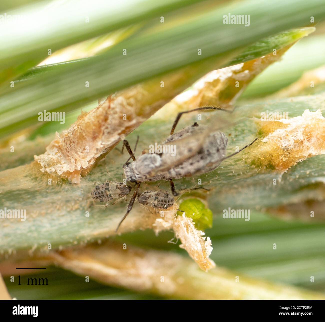 Giant Conifer Aphids (Cinara) Insecta Stock Photo - Alamy