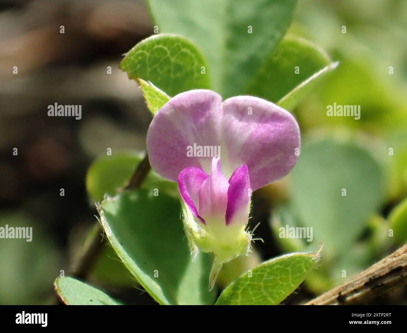 creeping tick trefoil (Grona triflora) Plantae Stock Photo - Alamy