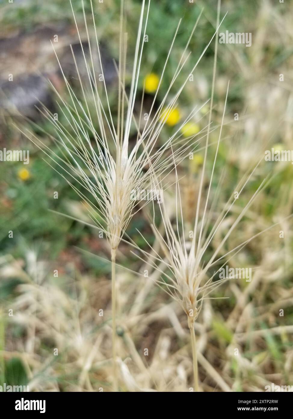 Foxtail Barley (Hordeum jubatum) Plantae Stock Photo - Alamy