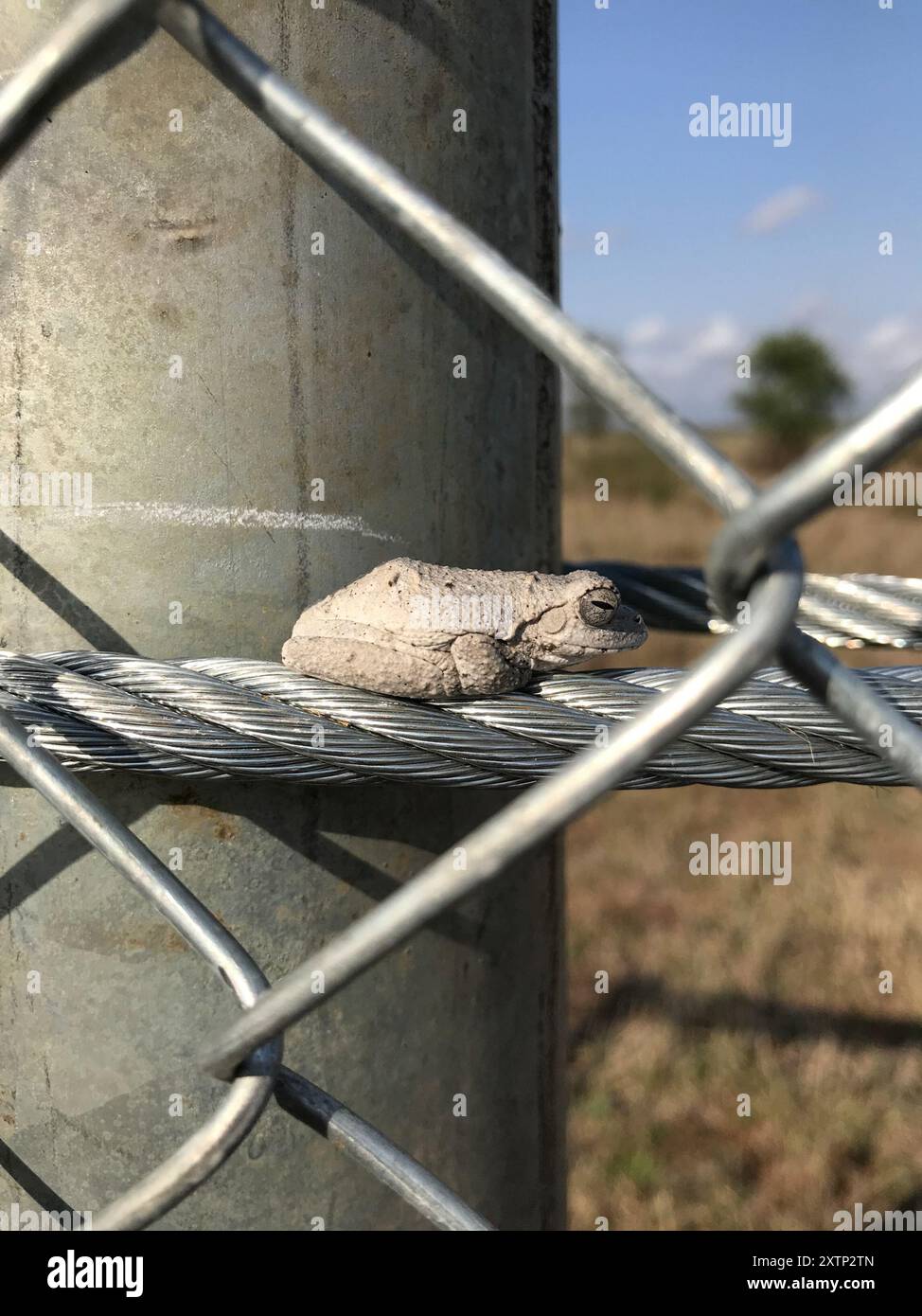 Grey Foam-nest Tree Frog (Chiromantis xerampelina) Amphibia Stock Photo ...