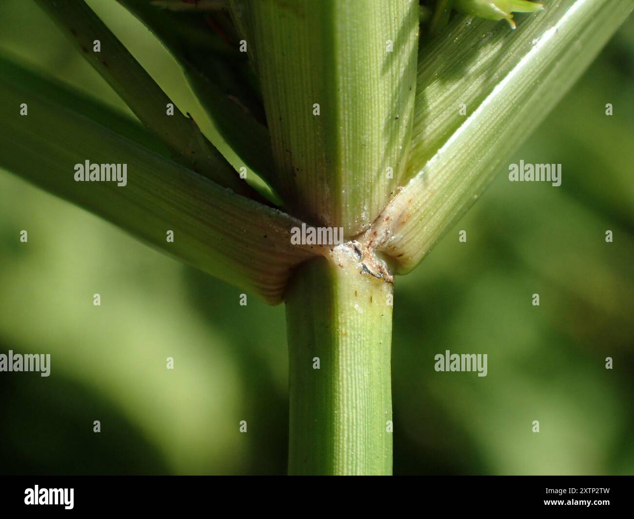 Pacific island flatsedge (Cyperus cyperoides) Plantae Stock Photo - Alamy
