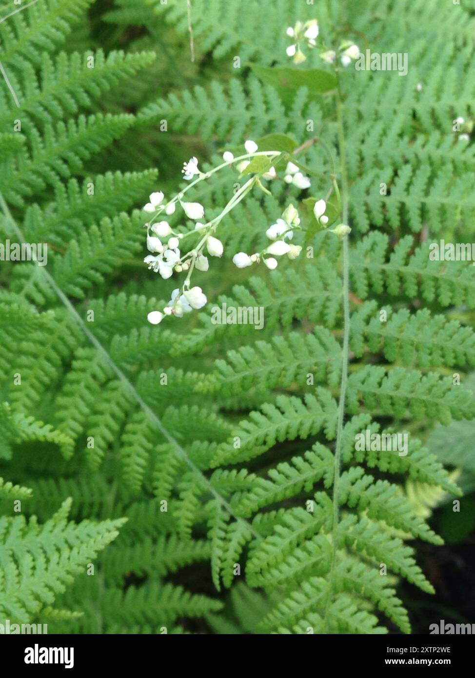 Knotweed family polygonaceae plantae hi-res stock photography and ...