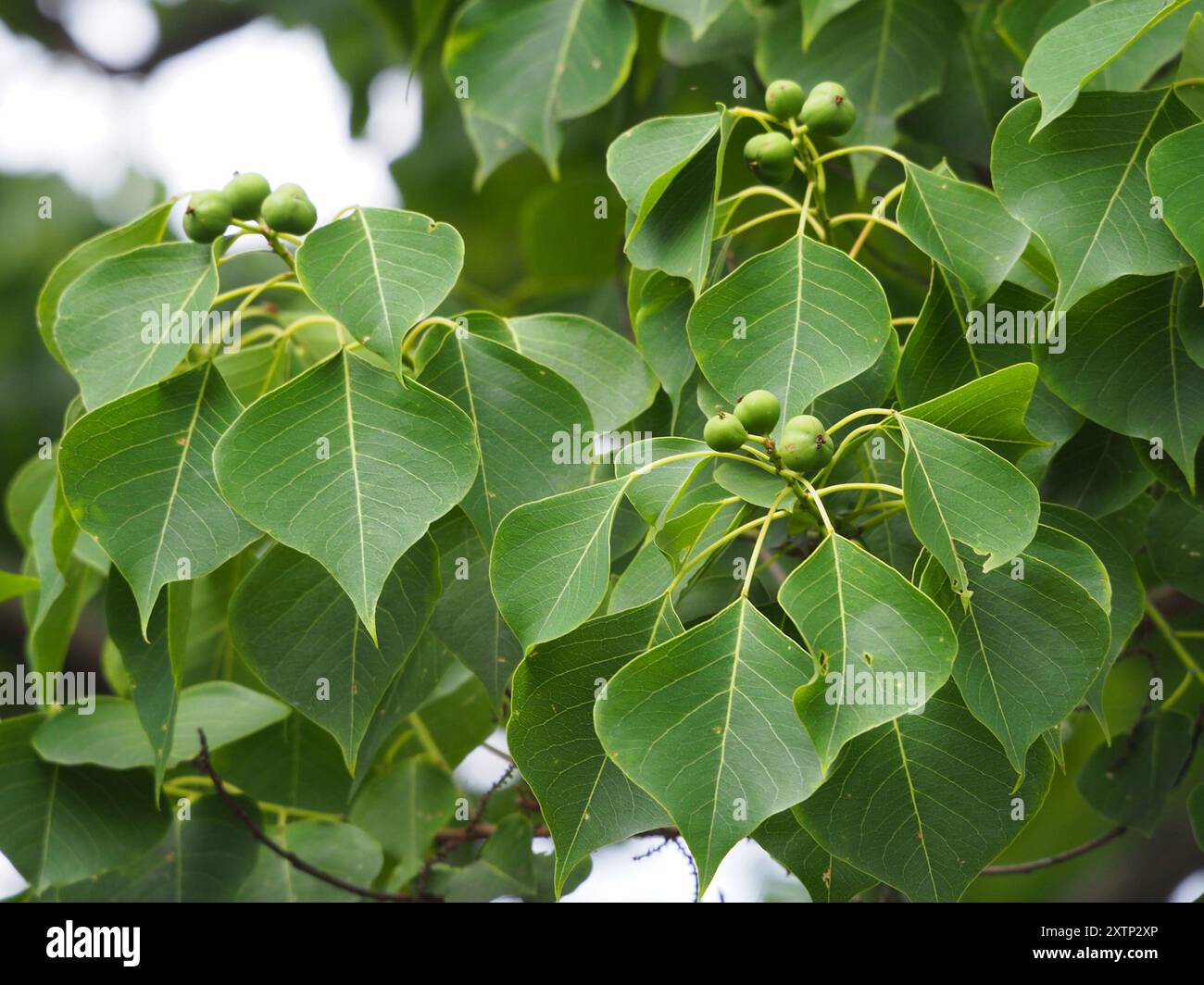 Chinese Tallow (Triadica sebifera) Plantae Stock Photo - Alamy