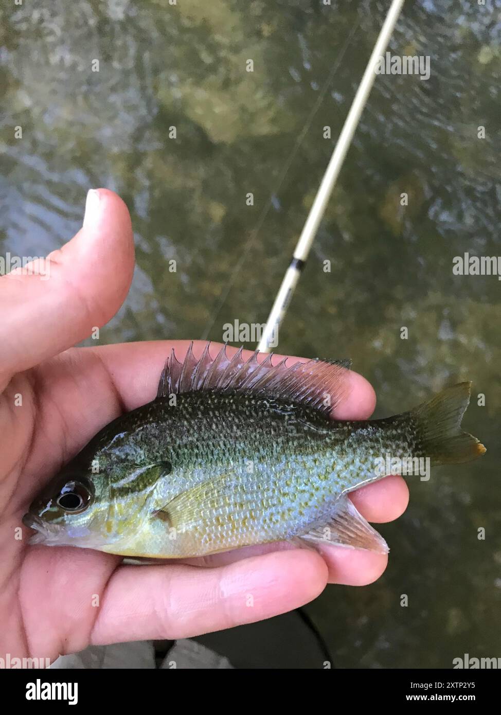 Redbreast Sunfish (Lepomis auritus) Actinopterygii Stock Photo - Alamy