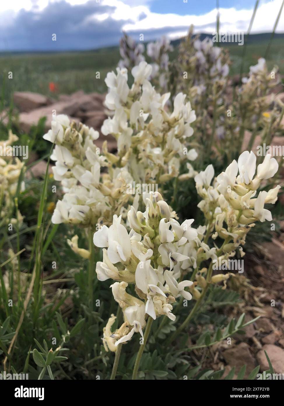 White Point-vetch (Oxytropis sericea) Plantae Stock Photo - Alamy