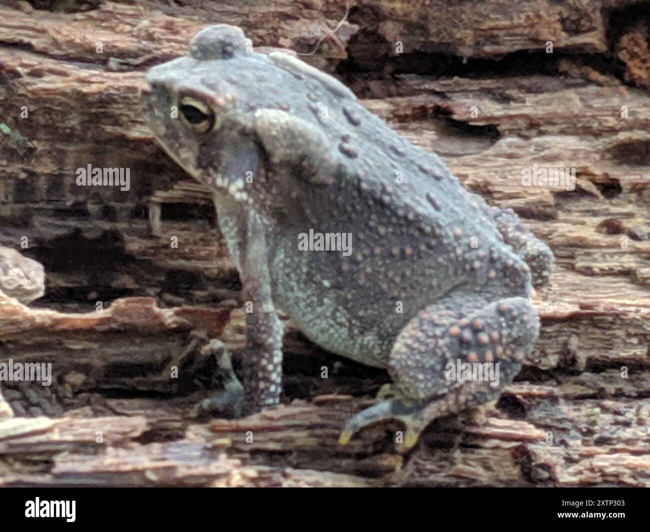 Eastern American Toad (Anaxyrus americanus americanus) Amphibia Stock ...