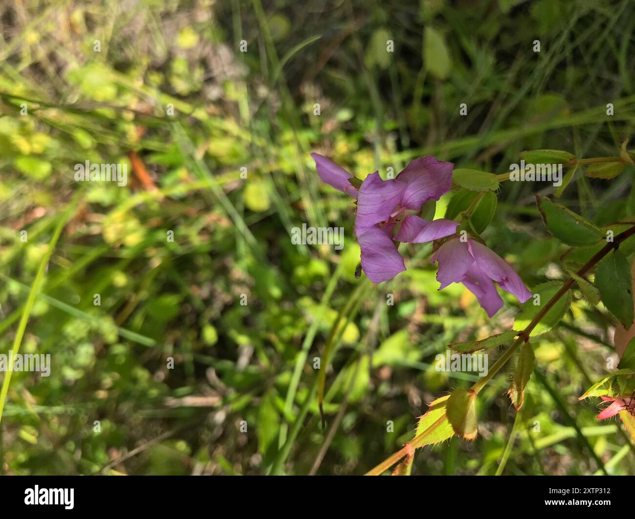 short-stemmed meadowbeauty (Rhexia petiolata) Plantae Stock Photo - Alamy