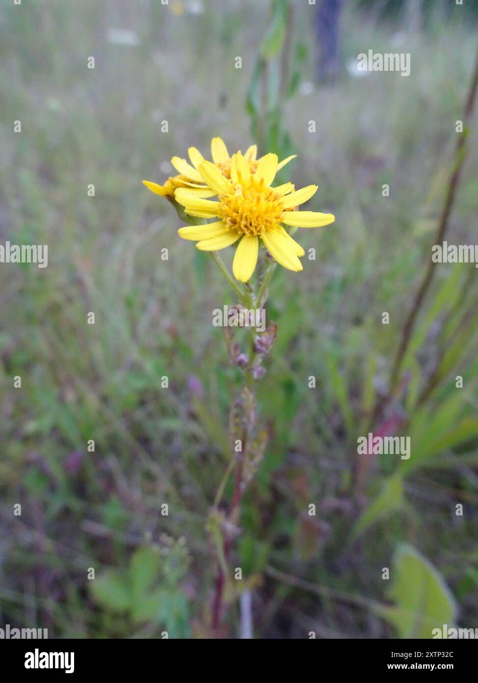 Hoary ragwort hi-res stock photography and images - Alamy