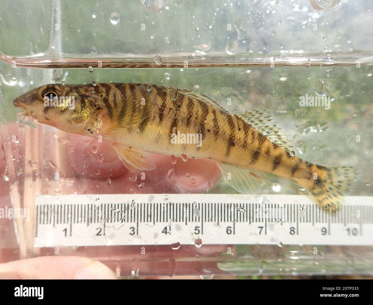 Common Logperch (Percina caprodes) Actinopterygii Stock Photo - Alamy