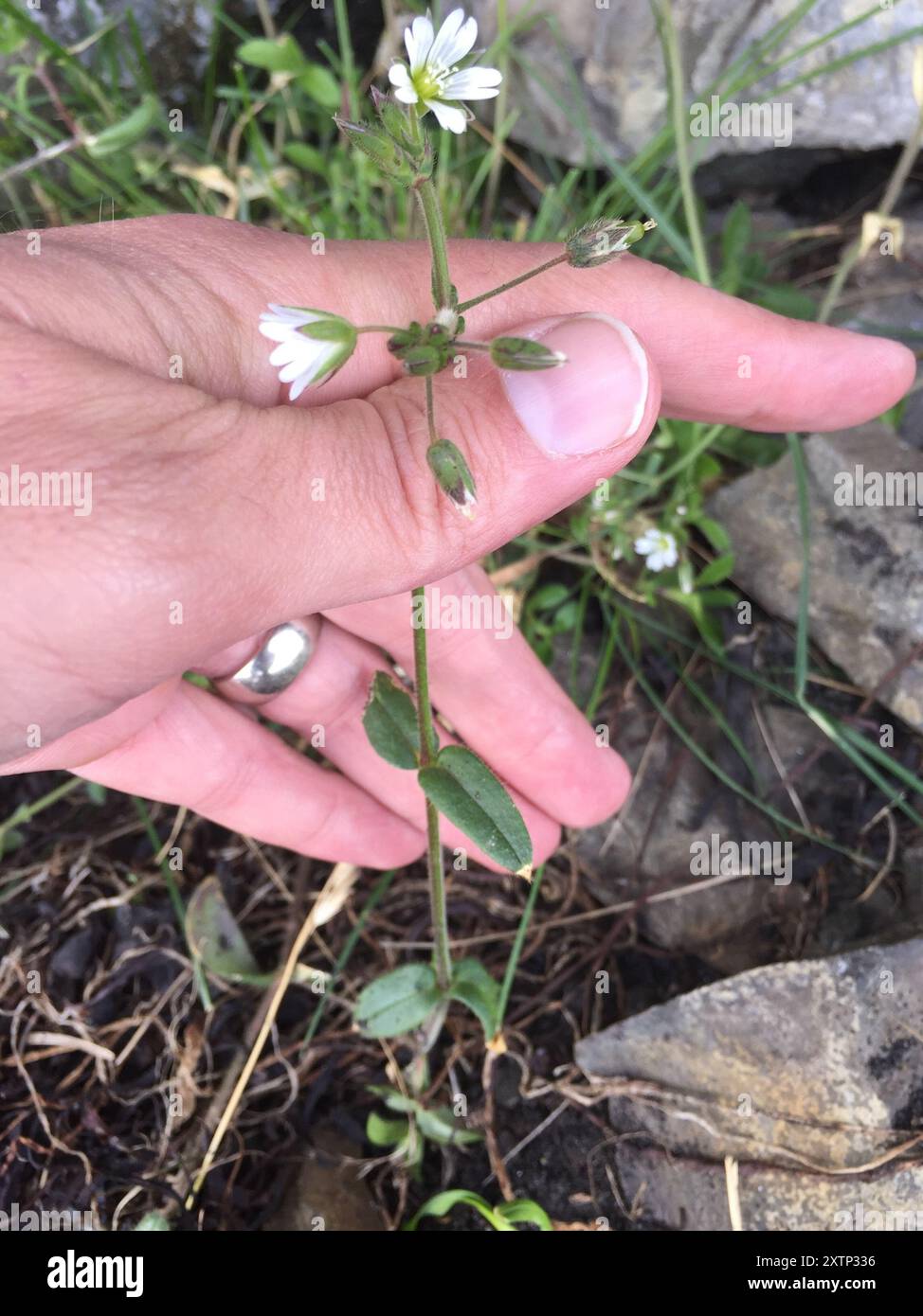 Common mouse-ear chickweed (Cerastium fontanum) Plantae Stock Photo - Alamy