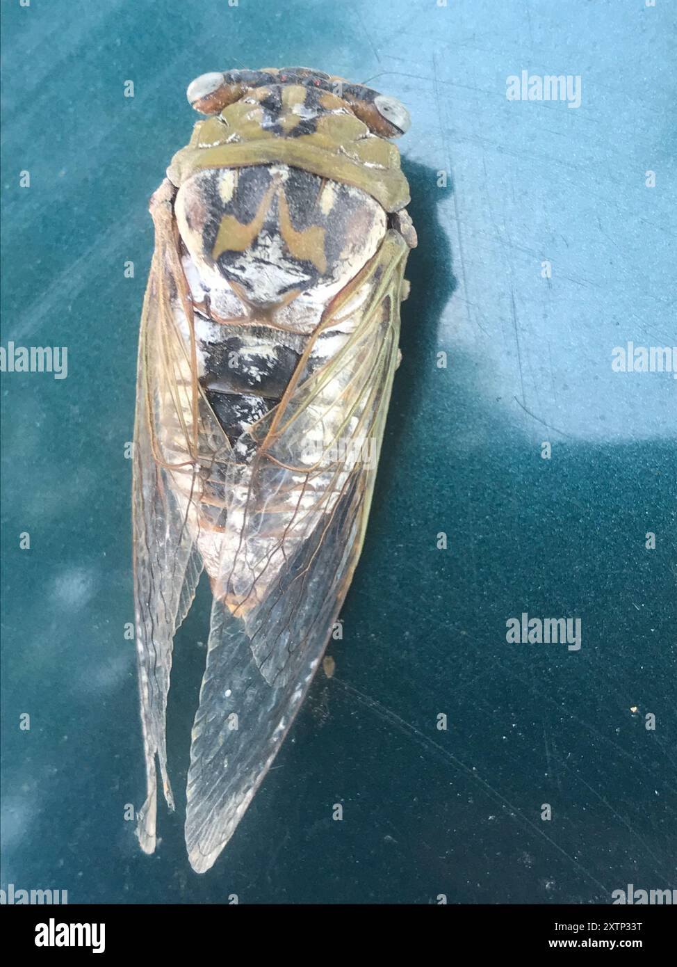 Plains Cicada (Megatibicen dealbatus) Insecta Stock Photo - Alamy