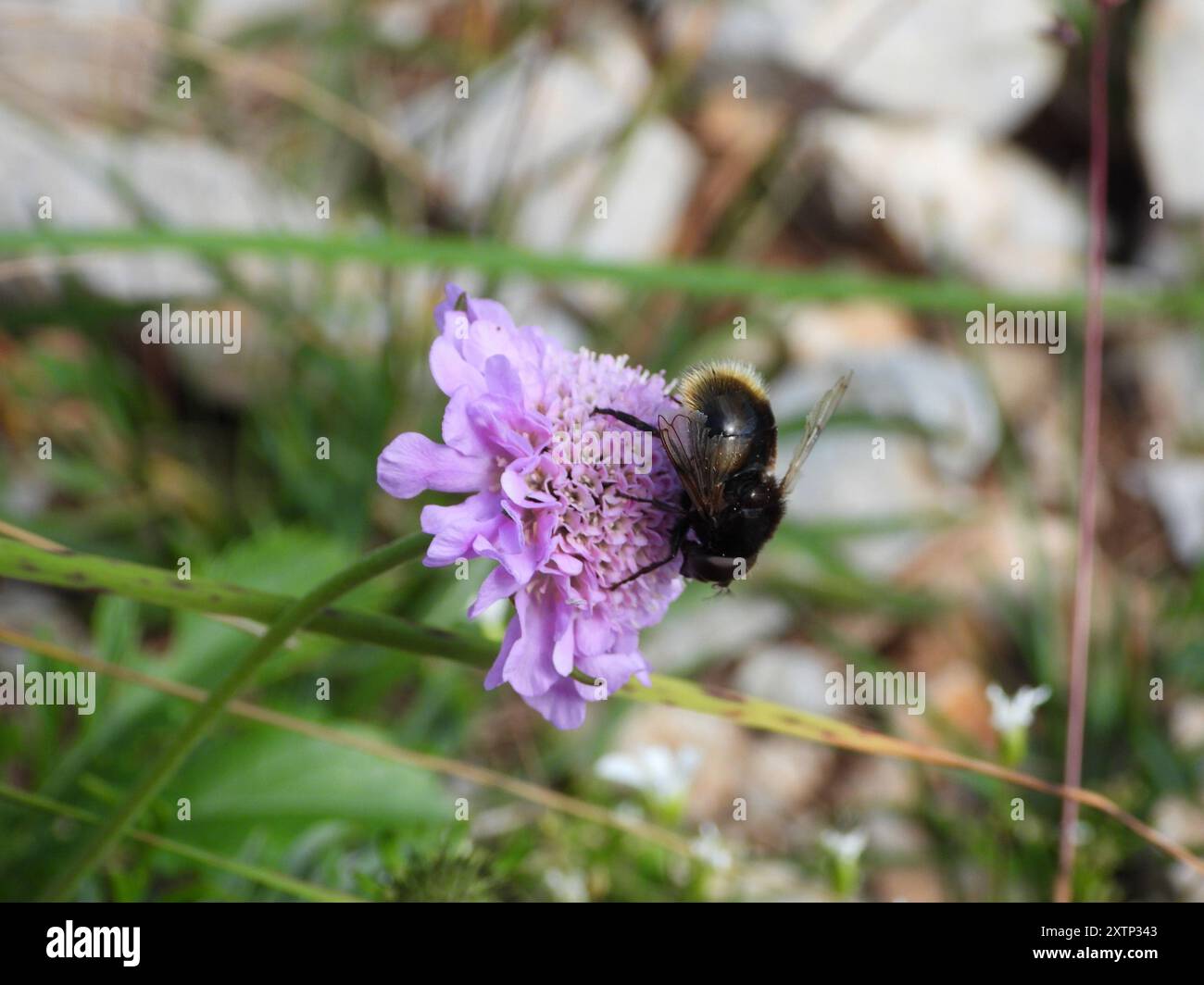 Bumble Bee Hover Fly (Volucella bombylans) Insecta Stock Photo - Alamy
