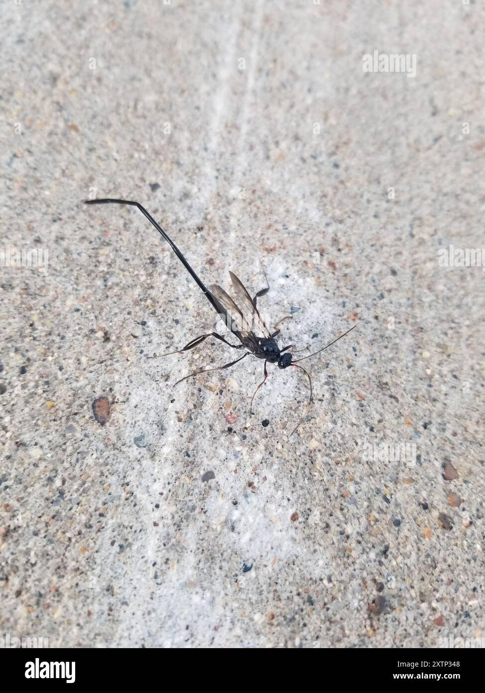 American Pelecinid Wasp (Pelecinus polyturator) Insecta Stock Photo - Alamy