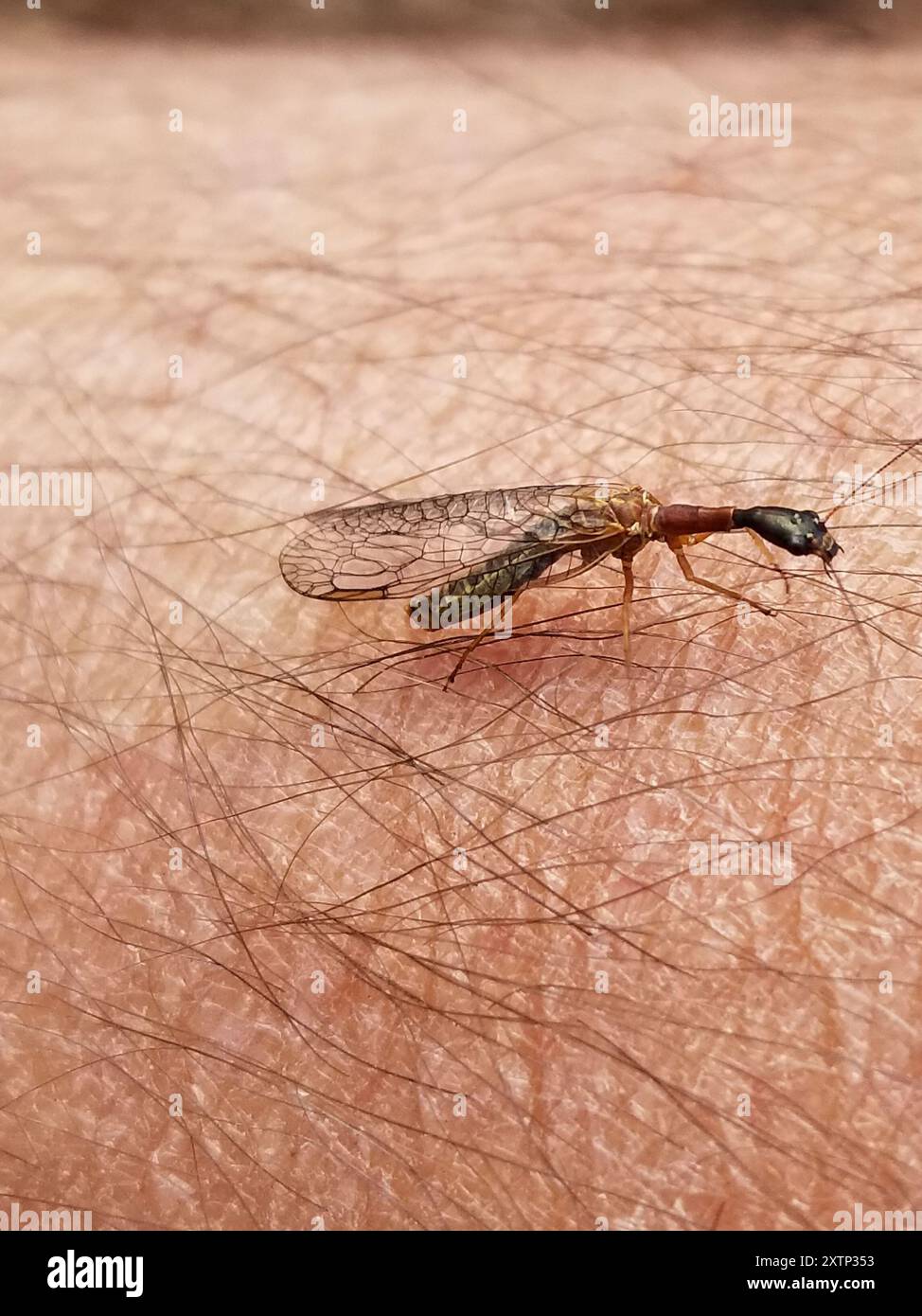 Common Snakeflies (Agulla) Insecta Stock Photo - Alamy