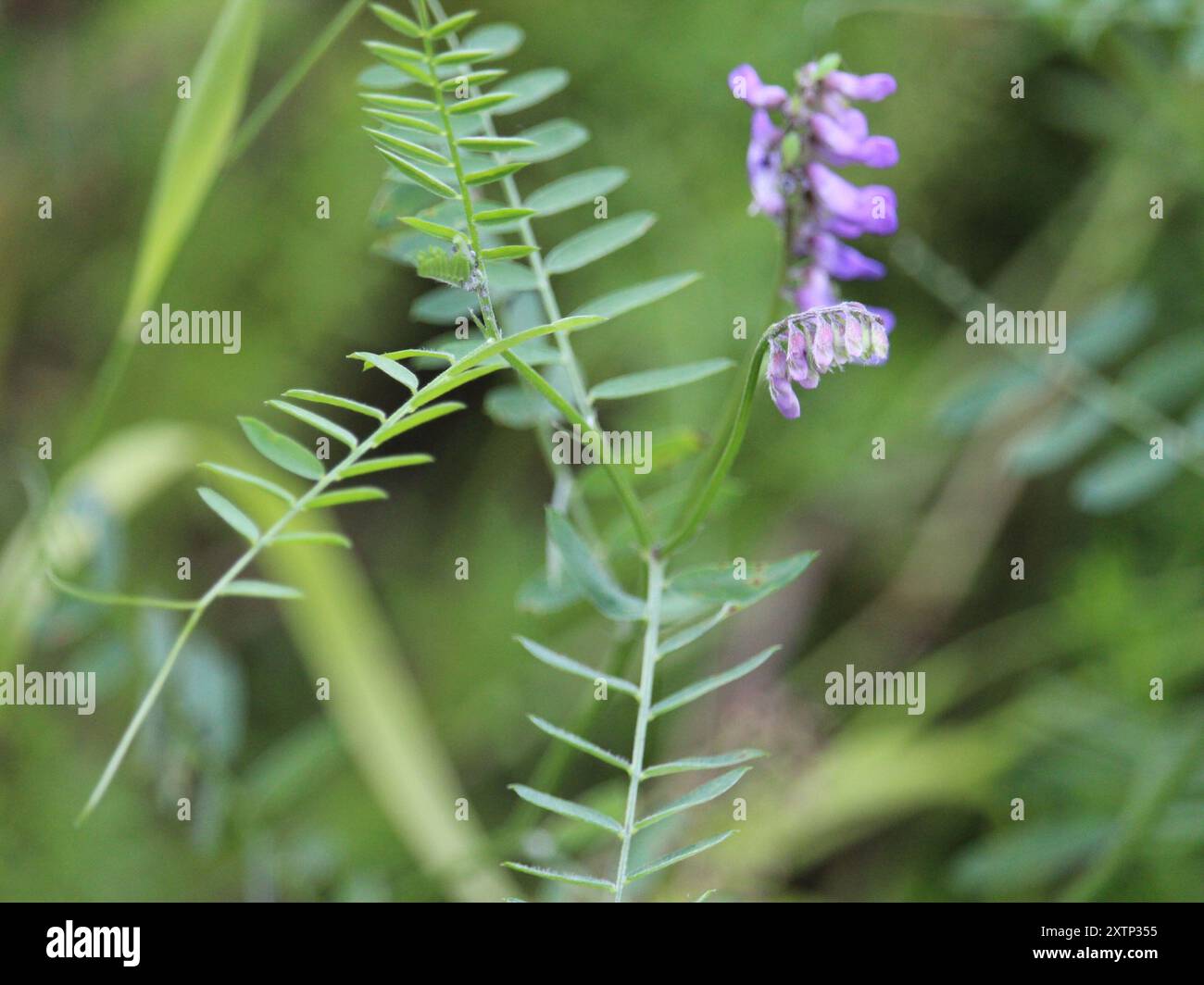 tufted vetch (Vicia cracca) Plantae Stock Photo - Alamy