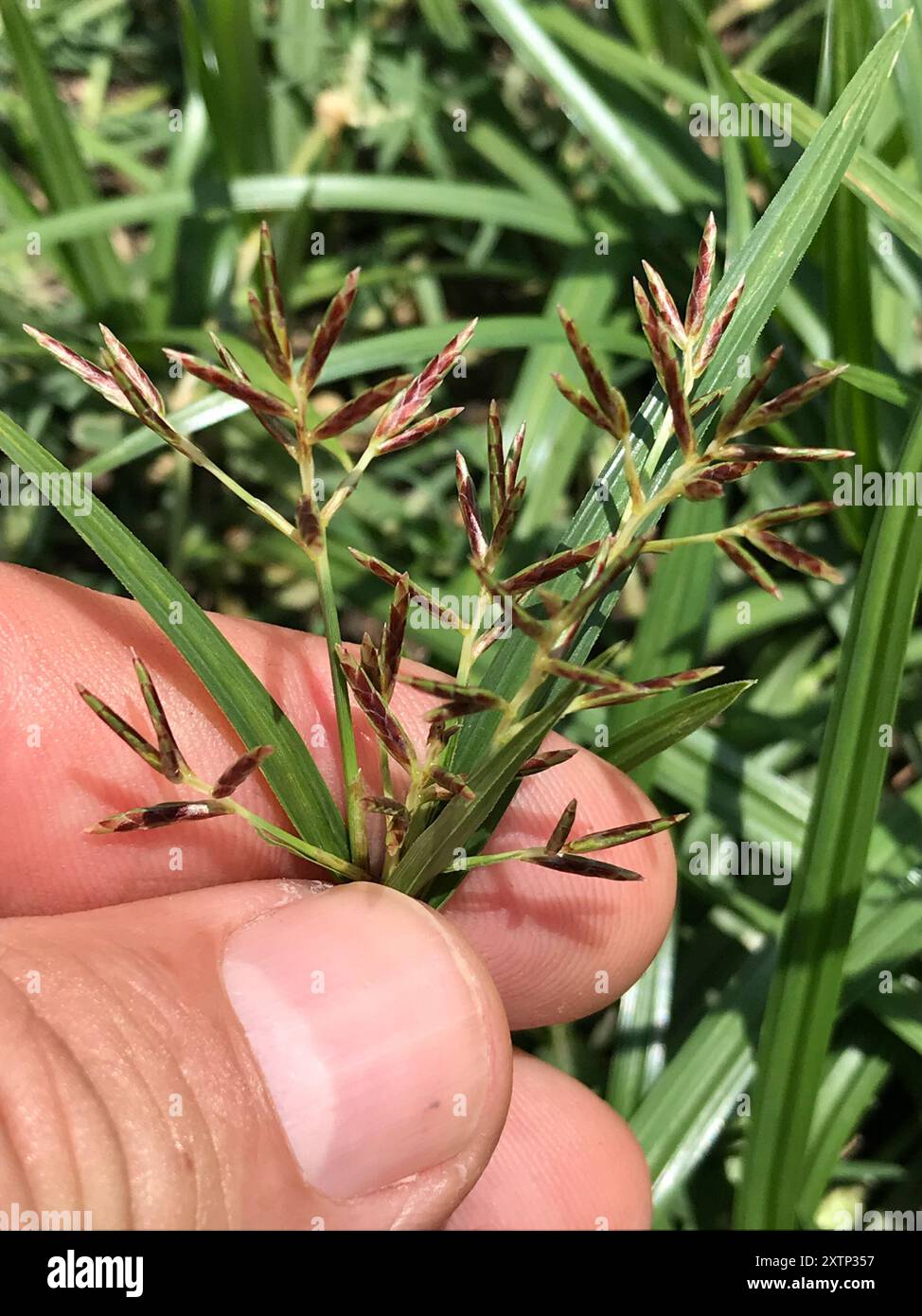 Purple nutsedge (Cyperus rotundus) Plantae Stock Photo - Alamy