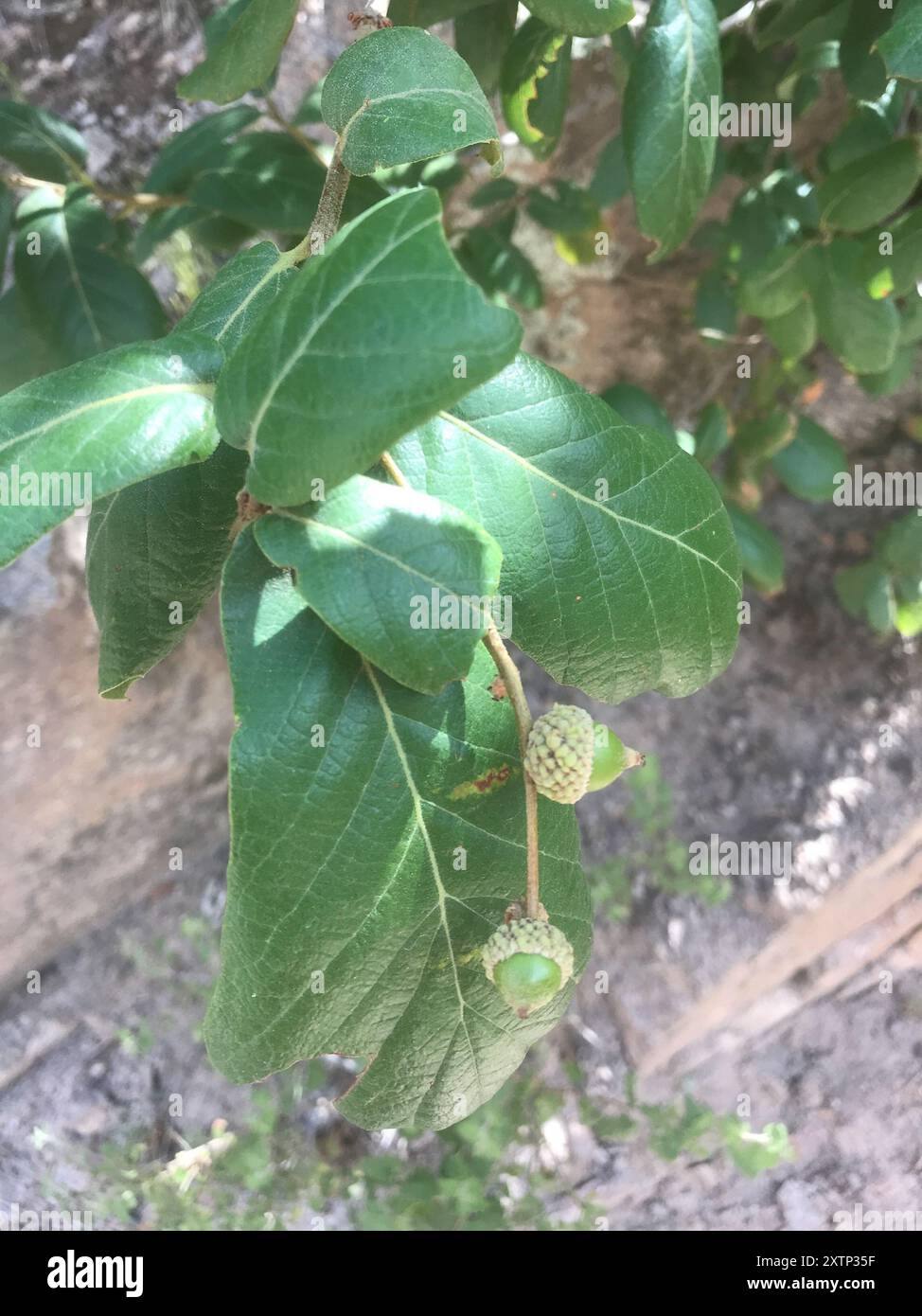 netleaf oak (Quercus rugosa) Plantae Stock Photo - Alamy