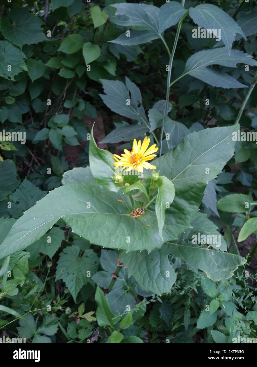 cup plant (Silphium perfoliatum) Plantae Stock Photo - Alamy