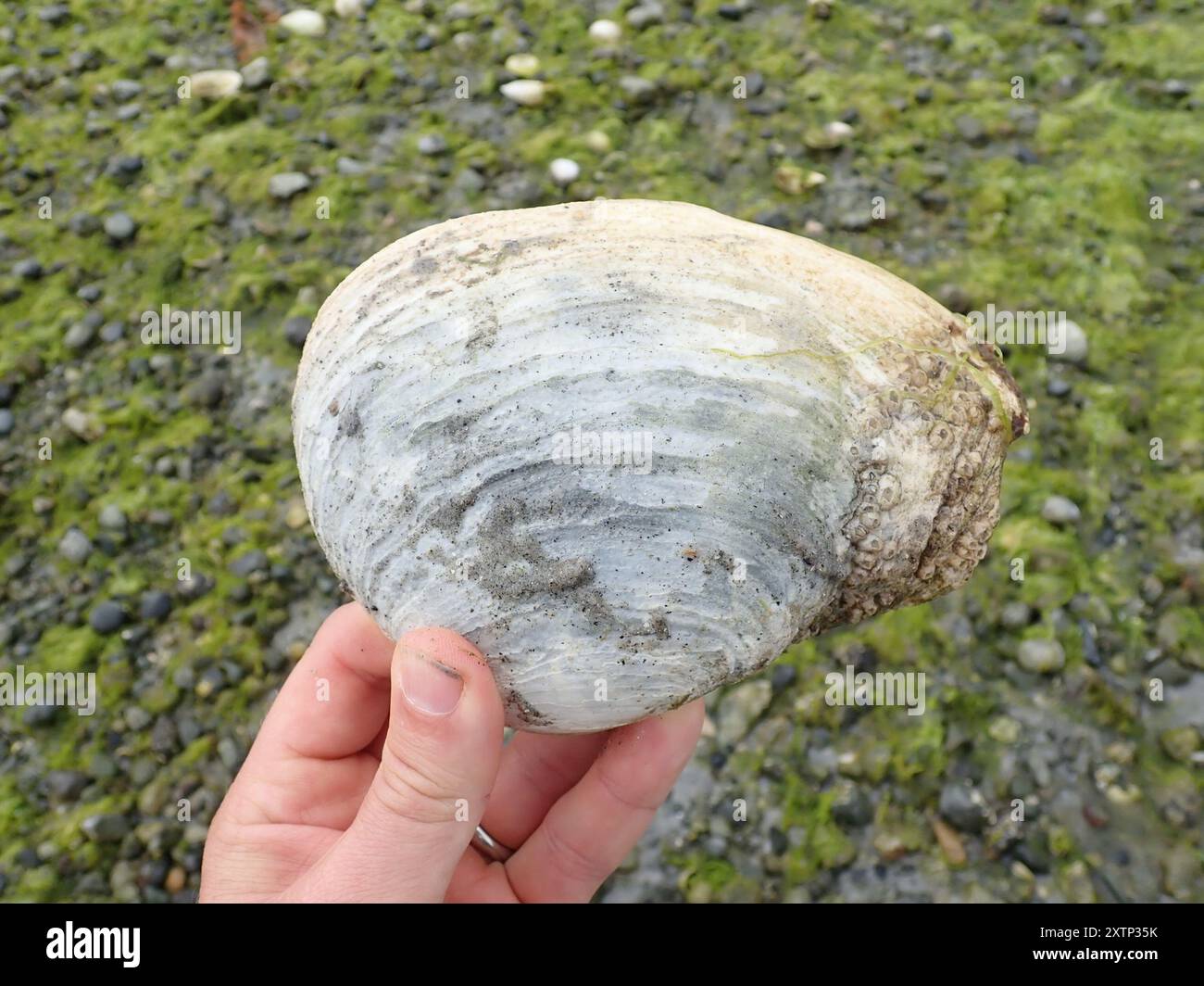 Pacific Gaper (Tresus nuttallii) Mollusca Stock Photo - Alamy