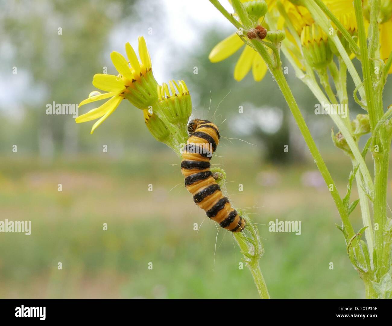 Cinnabar moth (Tyria jacobaeae) Insecta Stock Photo - Alamy