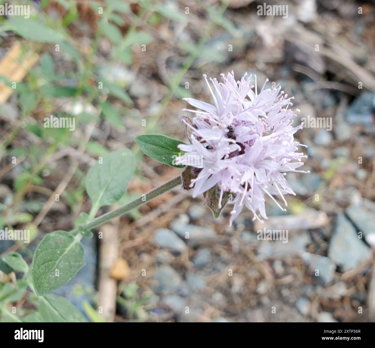 mountain coyote mint (Monardella odoratissima) Plantae Stock Photo - Alamy