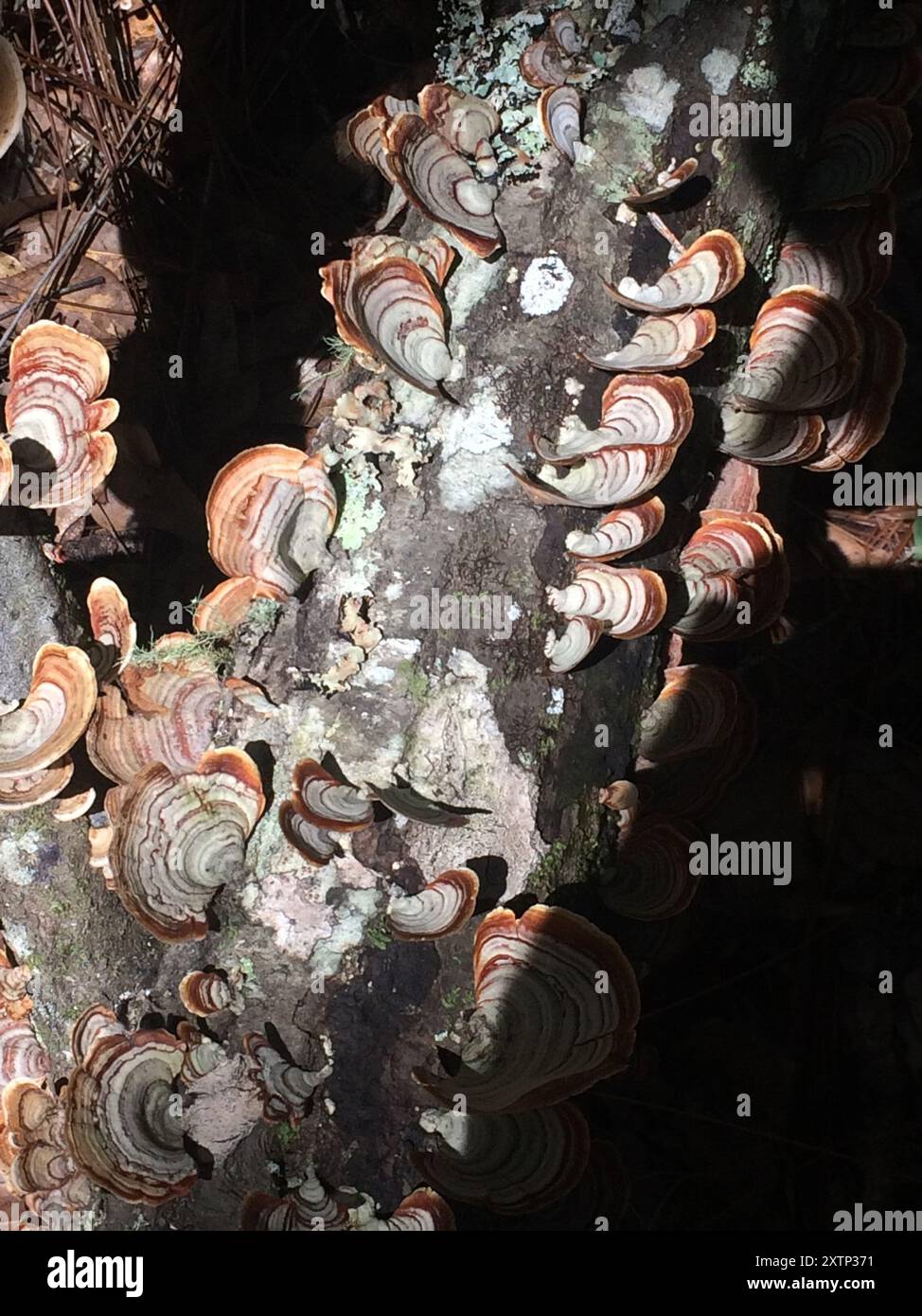 False Turkey-Tail (Stereum ostrea) Fungi Stock Photo - Alamy