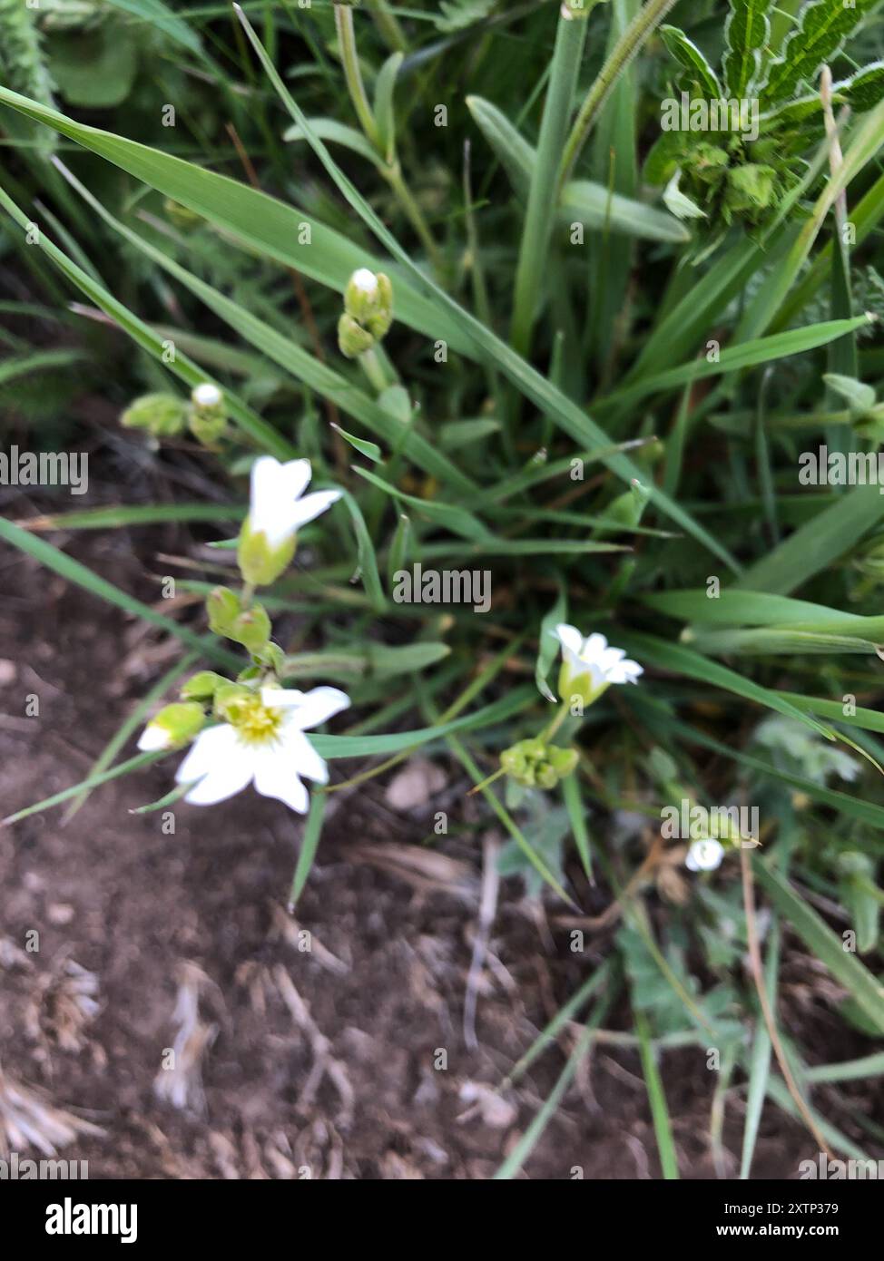 field chickweed (Cerastium arvense) Plantae Stock Photo - Alamy
