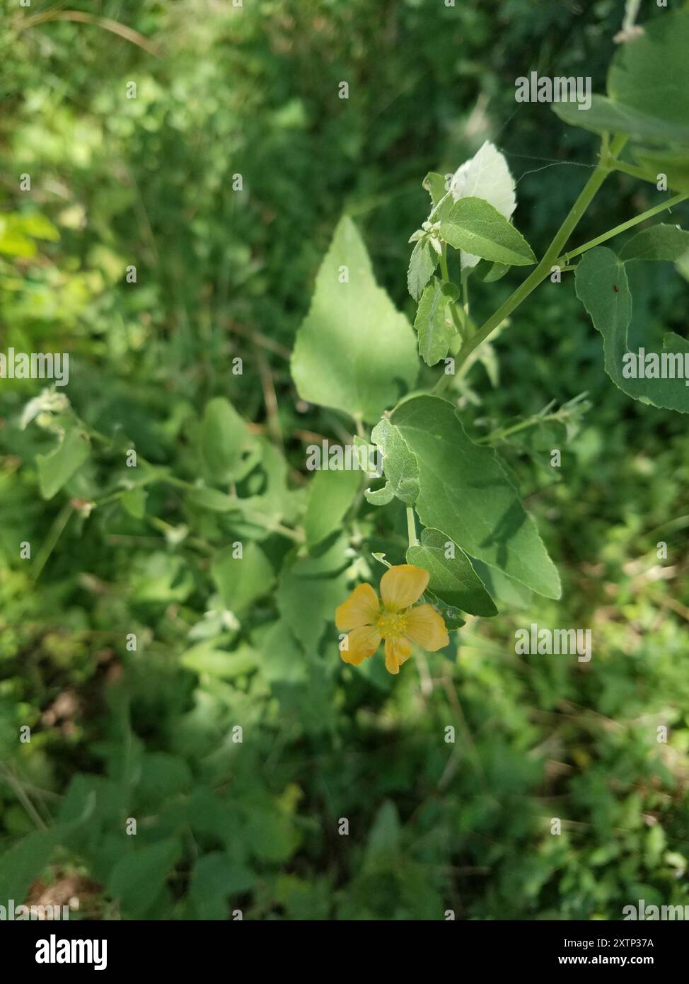 sweet Indian Mallow (Abutilon fruticosum) Plantae Stock Photo - Alamy