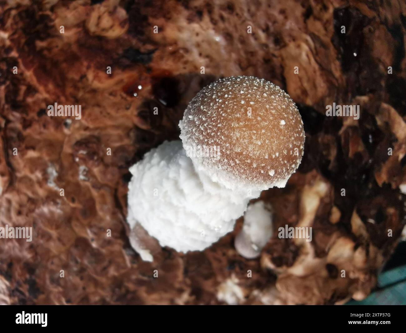 New Zealand shiitake (Lentinula novae-zelandiae) Fungi Stock Photo - Alamy