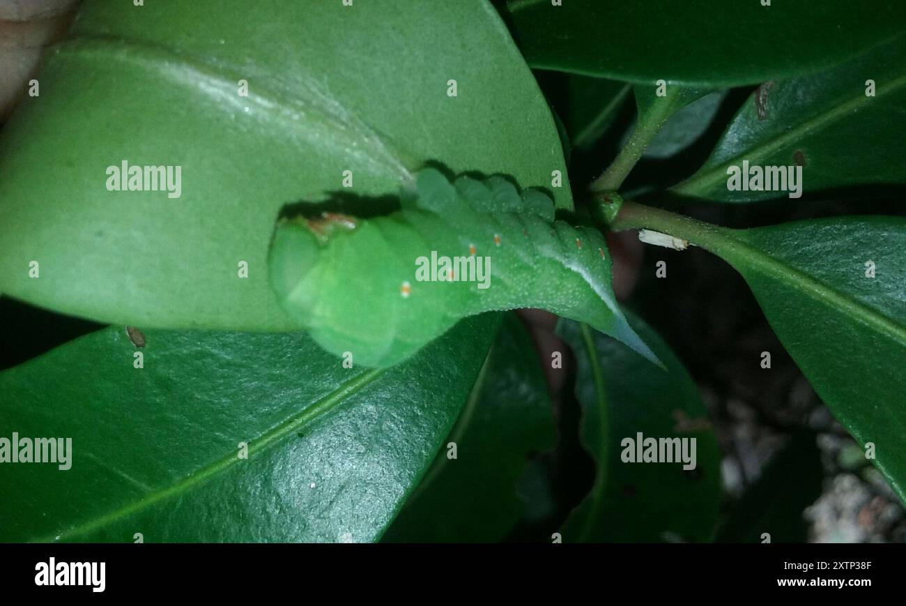 Azalea sphinx hi-res stock photography and images - Alamy