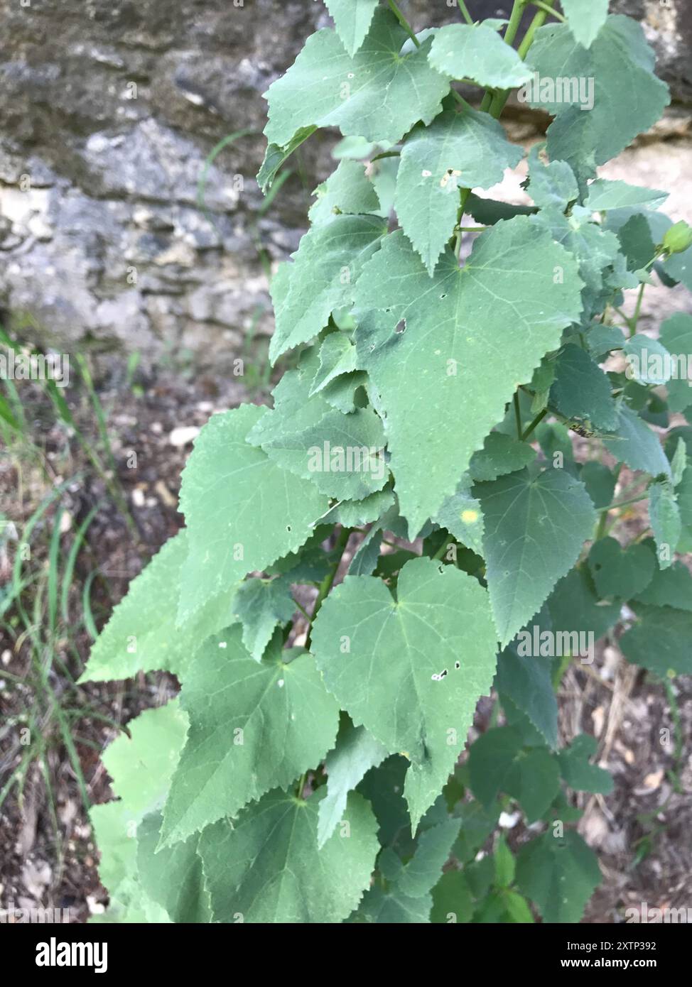 sweet Indian Mallow (Abutilon fruticosum) Plantae Stock Photo - Alamy