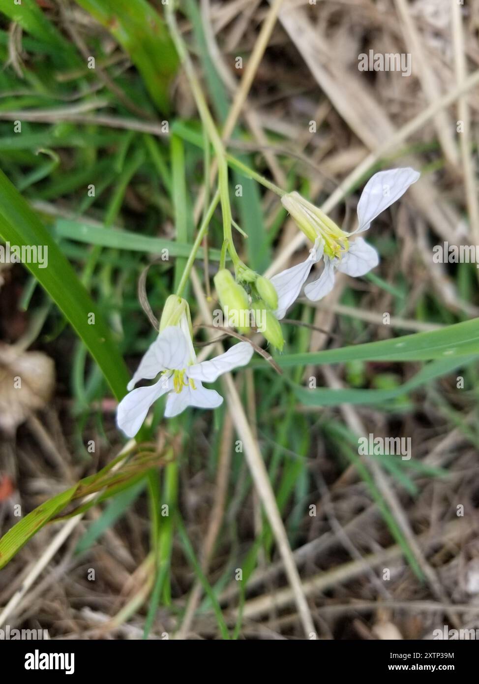 Jointed Charlock (Raphanus raphanistrum) Plantae Stock Photo - Alamy