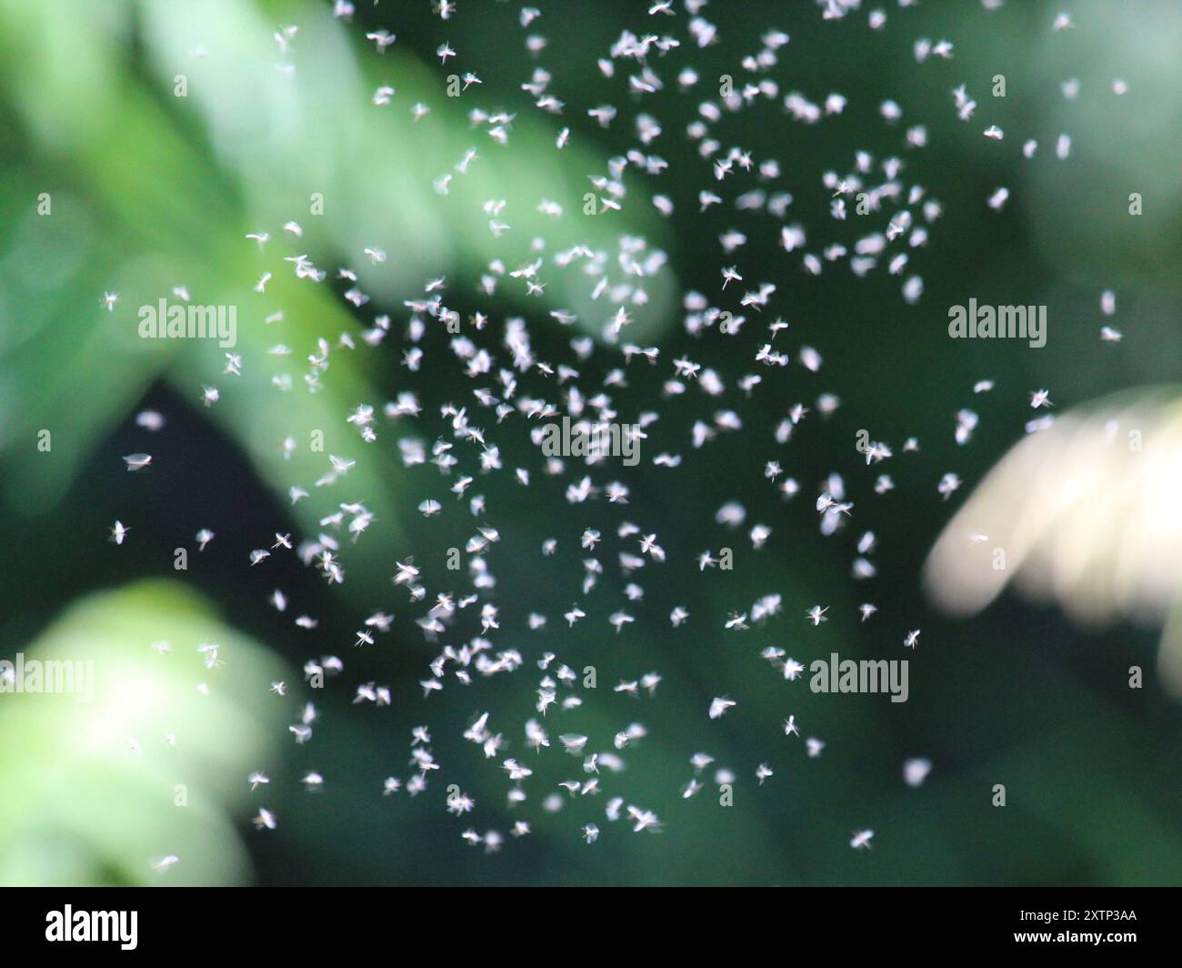 Scale Insects (Coccoidea) Insecta Stock Photo - Alamy