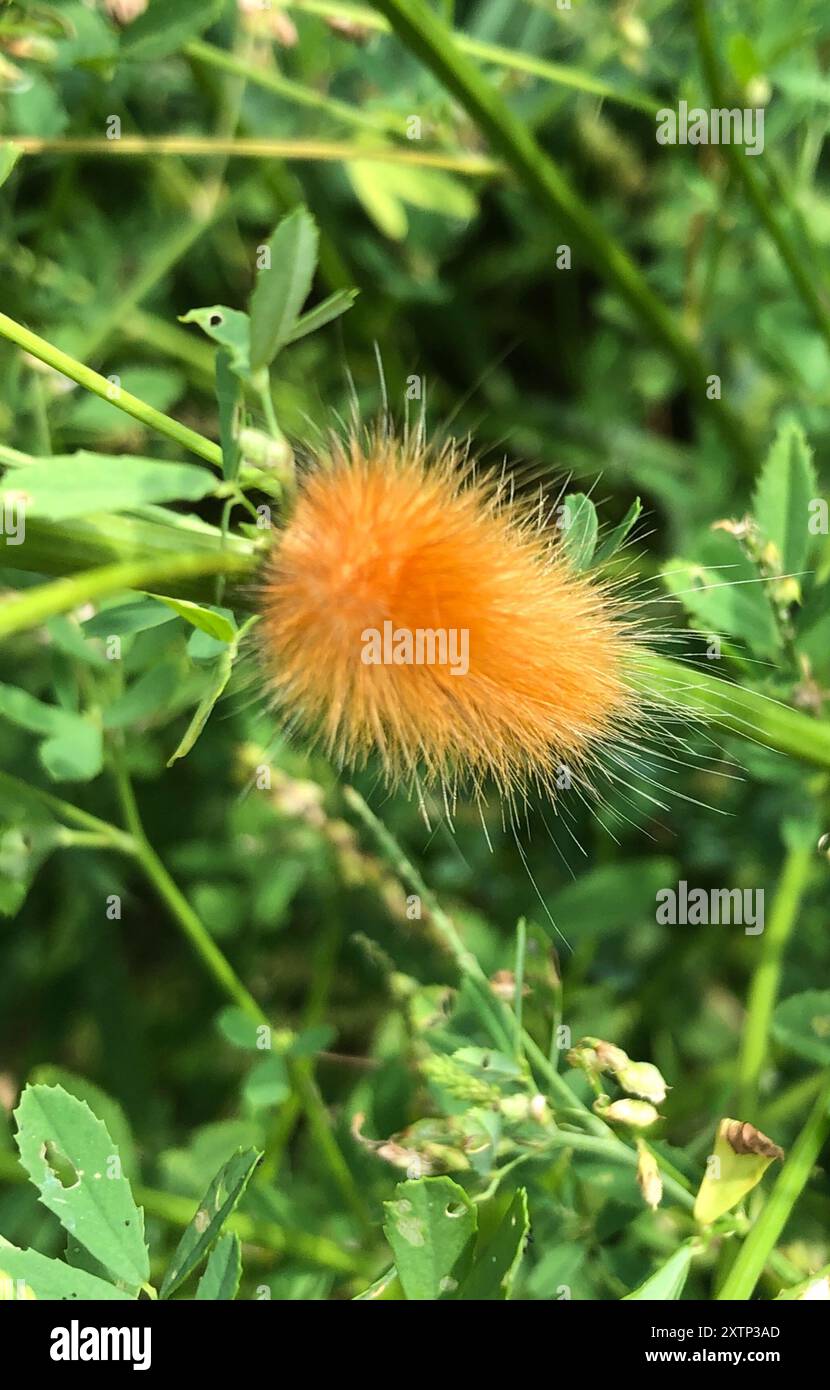 Virginian Tiger Moth (Spilosoma virginica) Insecta Stock Photo - Alamy