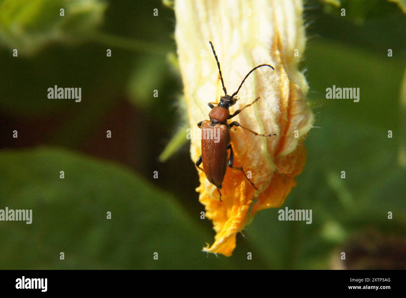 Red Pine Longhorn Beetle (Stictoleptura rubra) Insecta Stock Photo - Alamy