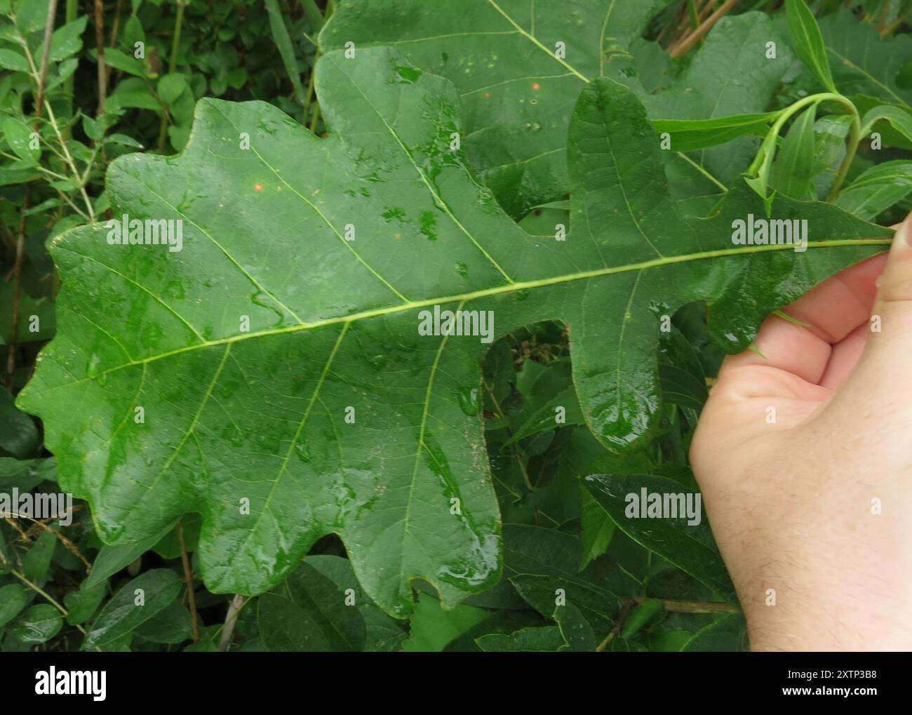 bur oak (Quercus macrocarpa) Plantae Stock Photo - Alamy